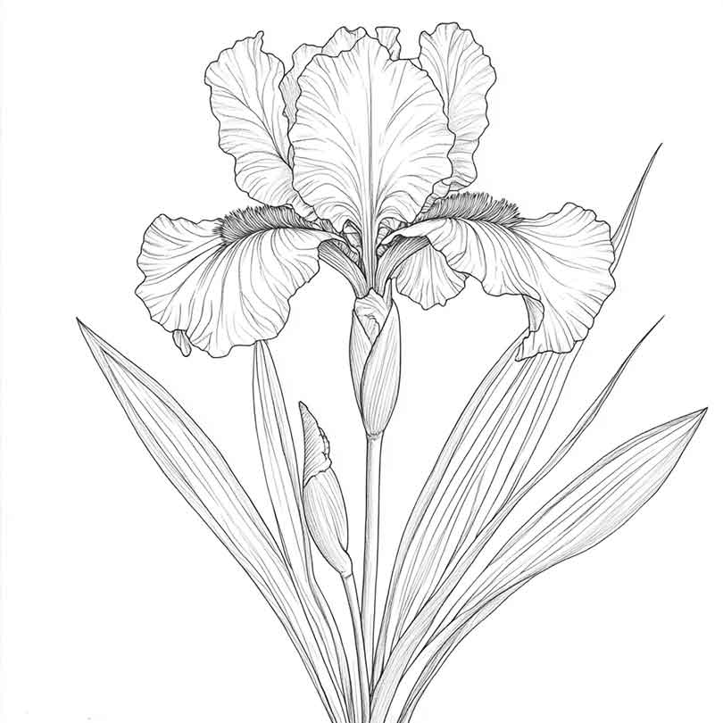 Desenhos da Flor de Iris para Imprimir e Colorir/Pintar